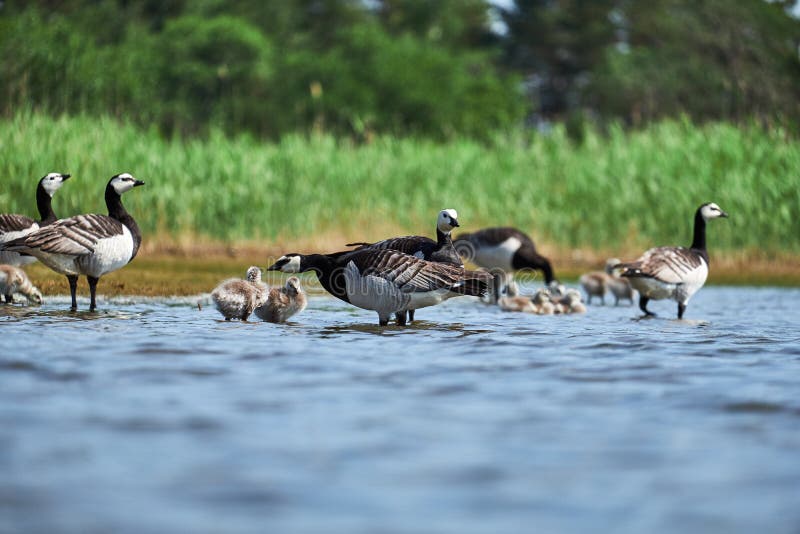 Barnacle geese with chicks stock photo. Image of barnacle - 126661970