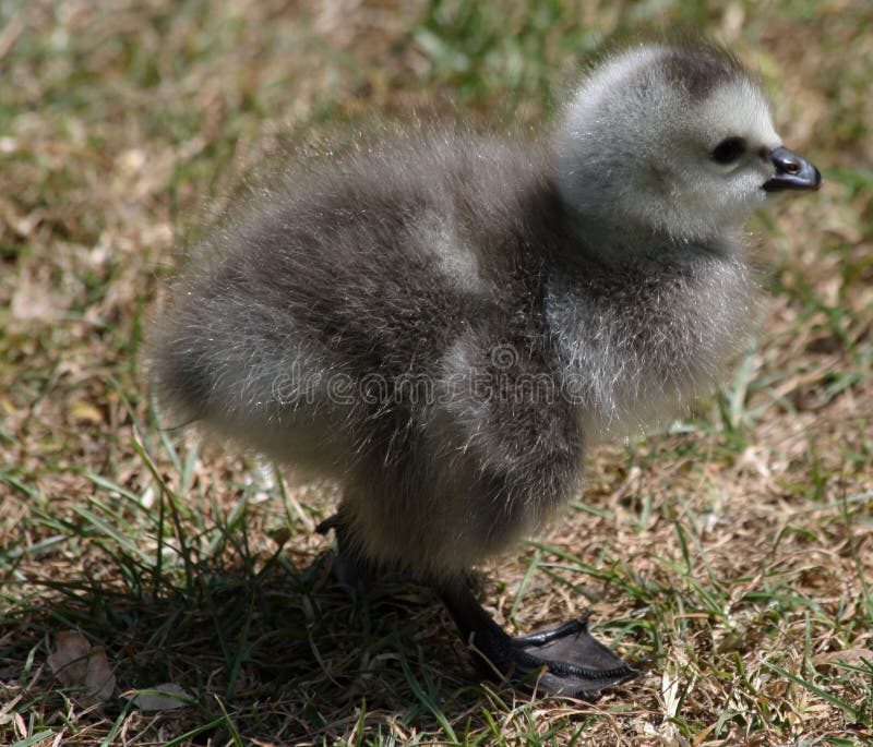 Barnacle Geese goslings 2 stock image. Image of bird - 19873629
