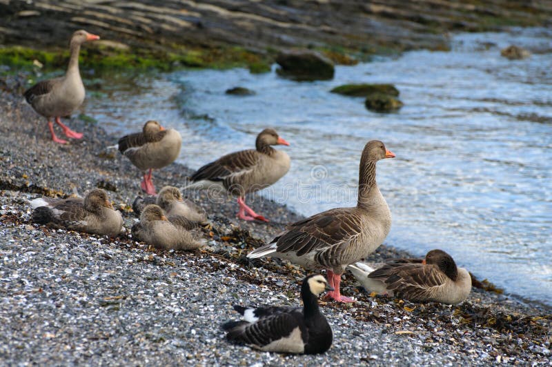 Barnacle Geese, Oslo, Norway Stock Photo - Image of quill, animal: 73500782