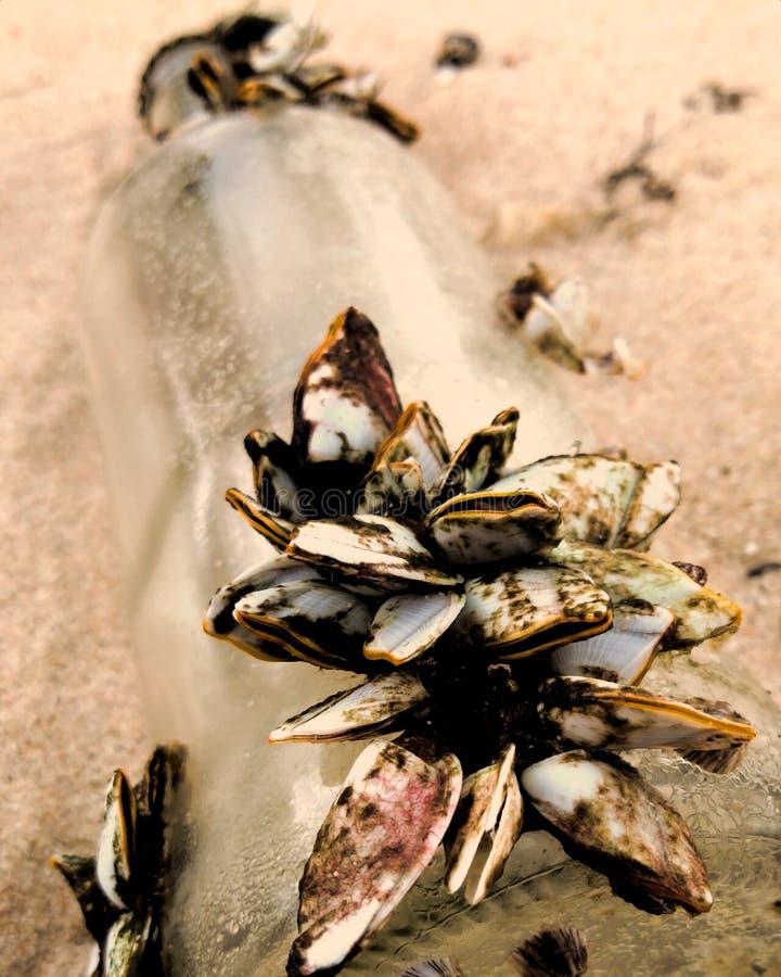 Barnacle bottle stock photo. Image of glass, bottle, barnacles - 14871380