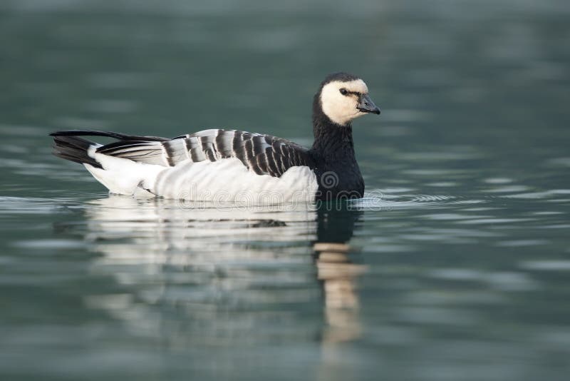 Barnacle goose stock photo. Image of anser, mirror, animal - 18079924