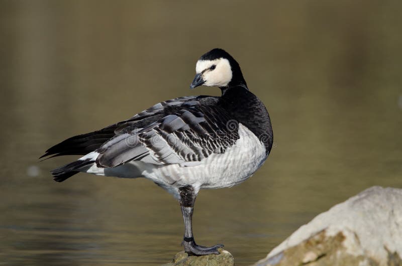 Barnacle goose stock photo. Image of pool, leucopsis - 18894010