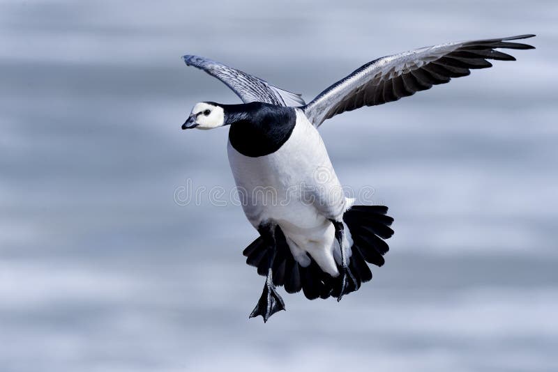 Barnacle Goose in flight stock image. Image of water - 40711999