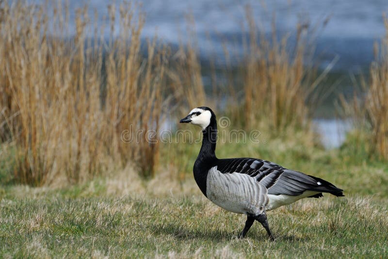 Barnacle Goose stock photo. Image of wilderness, netherlands - 24753780
