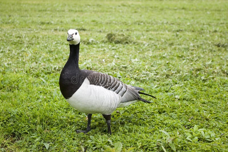 Barnacle Goose stock image. Image of ponds, goose, ducks - 835821