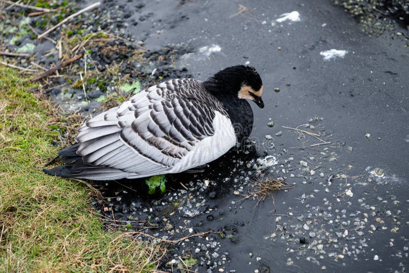 Thesalt Marsh Stock Photos - Free & Royalty-Free Stock Photos from ...