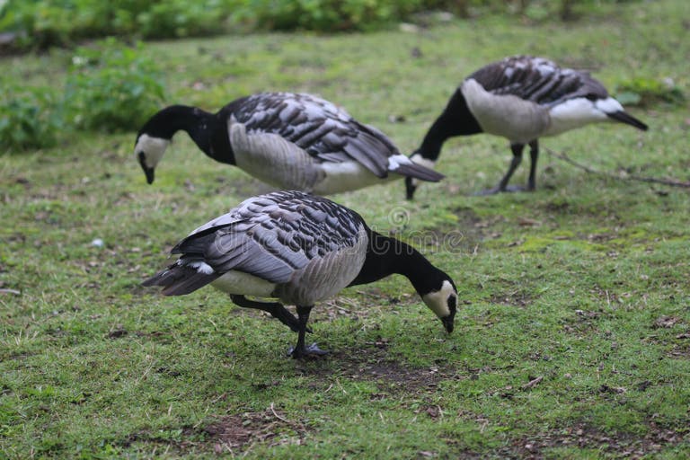 Barnacle goose stock image. Image of aquatic, brant, feather - 98992069