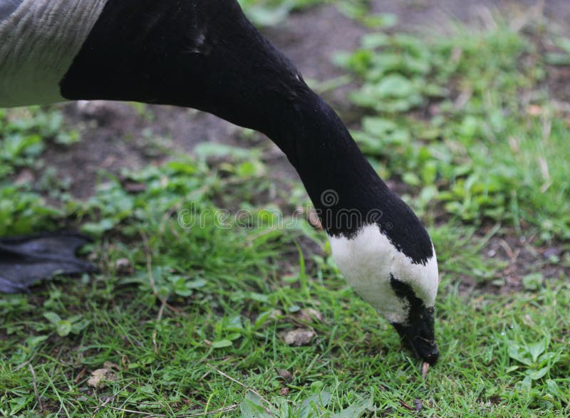 Barnacle goose stock image. Image of feather, life, leucopsis - 98992125