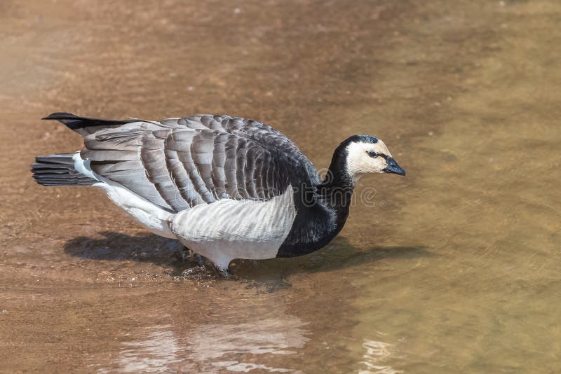 Barnacle goose stock image. Image of environment, geese - 130903325