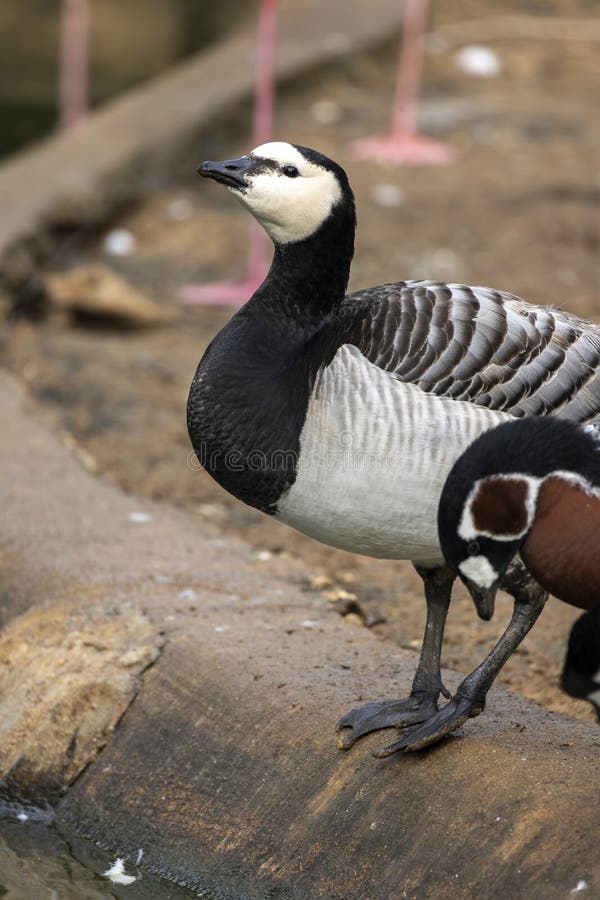 Barnacle Goose in flight stock image. Image of grey, portrait - 40712359