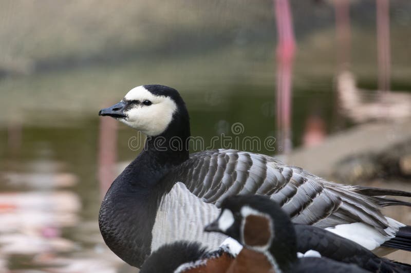Barnacle Goose (Branta Leucopsis Stock Image - Image of standing, bird ...