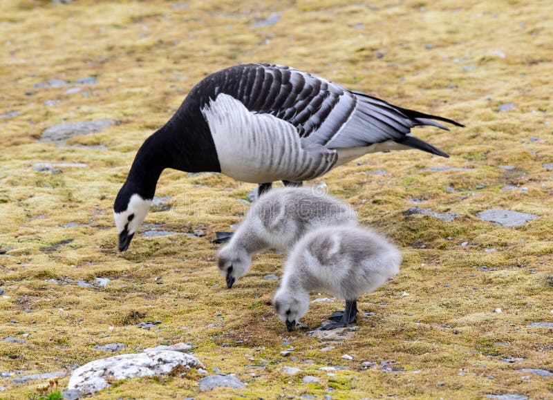 Barnacle Goose with Chicks - Arctic, Spitsbergen Stock Image - Image of ...