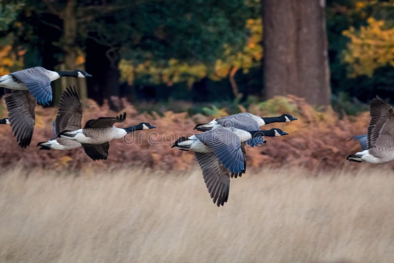 Barnacle Goose. Flock of Geese Flying through Forest on Autumn ...
