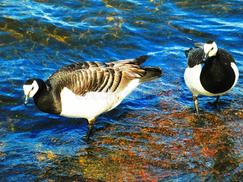 Barnacle Goose stock image. Image of couple, pairs, blue - 78371447