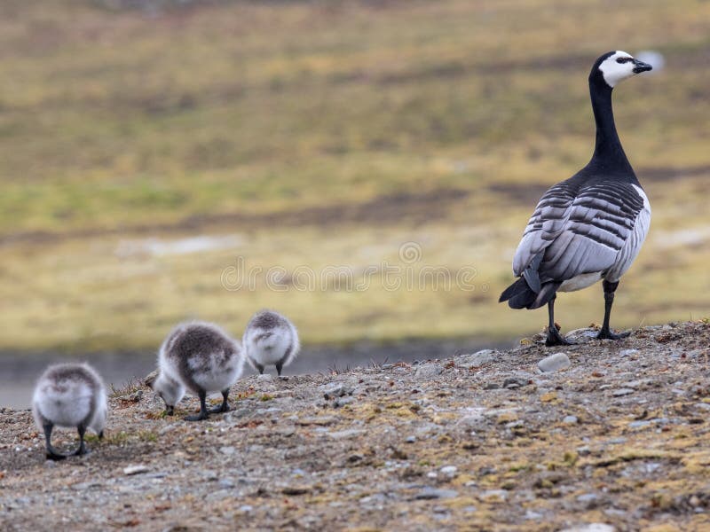 Barnacle Geese with Chicks - Arctic, Spitsbergen Stock Image - Image of ...