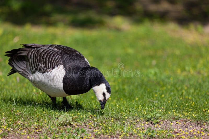 Barnacle Goose in the Grass Outdoors Stock Image - Image of wild ...