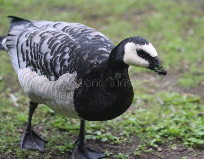 Barnacle goose stock photo. Image of crustacean, bird - 98992052