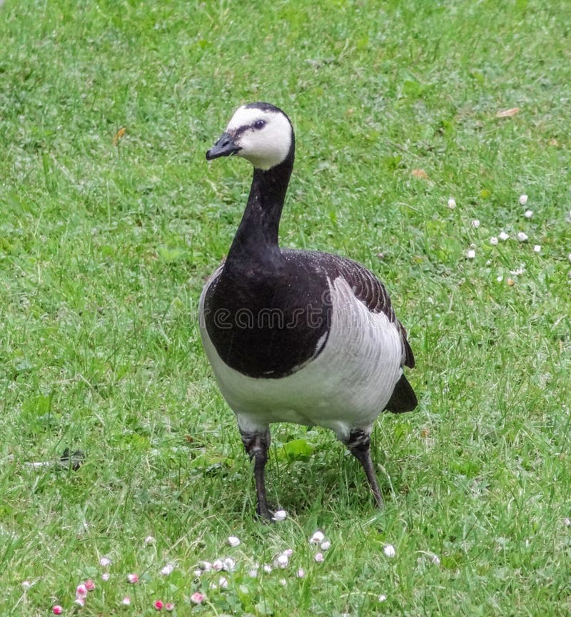 Barnacle goose stock image. Image of wildlife, meadow - 62110479