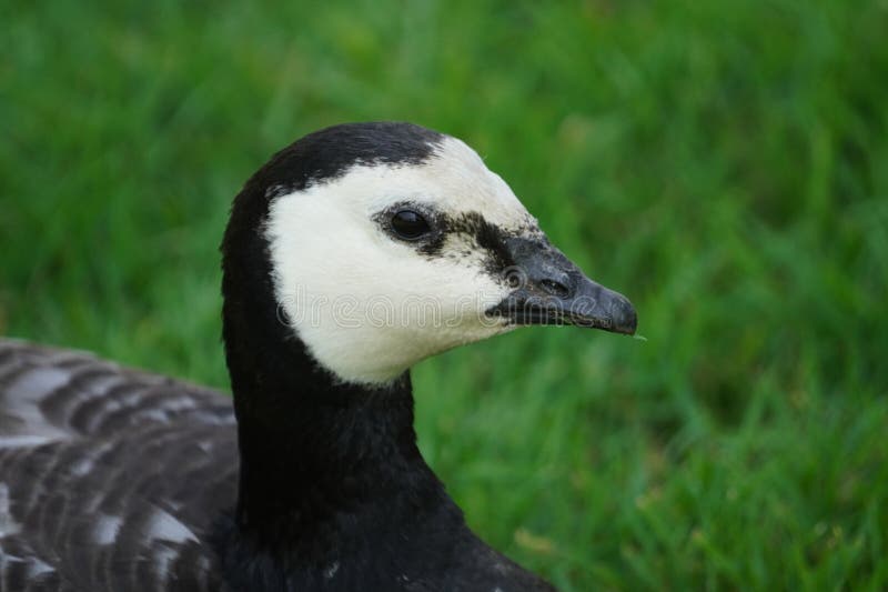 Barnacle goose looking out stock image. Image of aves - 283085337