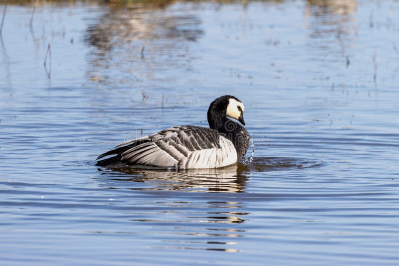Barnacle goose stock photo. Image of closeup, wildlife - 275993200