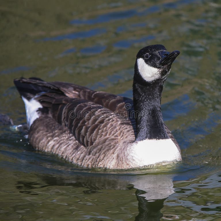 Barnacle goose stock image. Image of feather, colored - 41538289