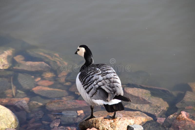 Barnacle Goose in flight stock image. Image of grey, portrait - 40712359