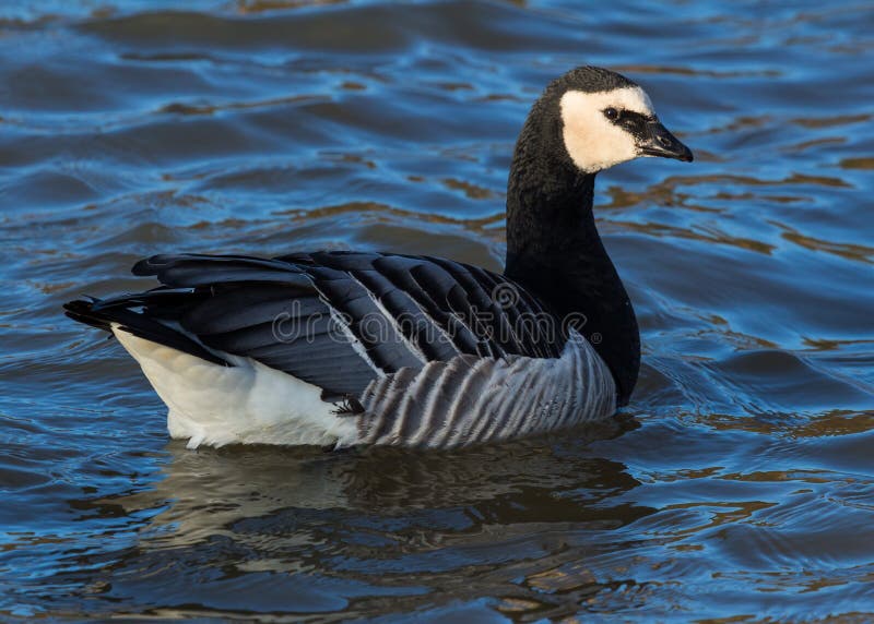 Lone Barnacle Stock Photos - Free & Royalty-Free Stock Photos from ...