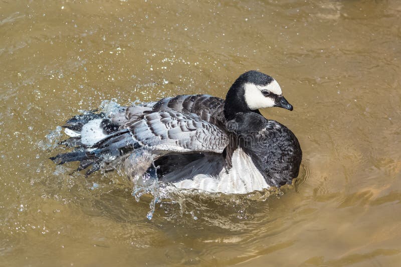 Barnacle goose stock photo. Image of animal, aves, norway - 130903288