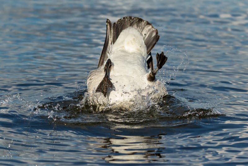 Barnacle Goose Taking a Bath in Summer Stock Photo - Image of barnacle ...
