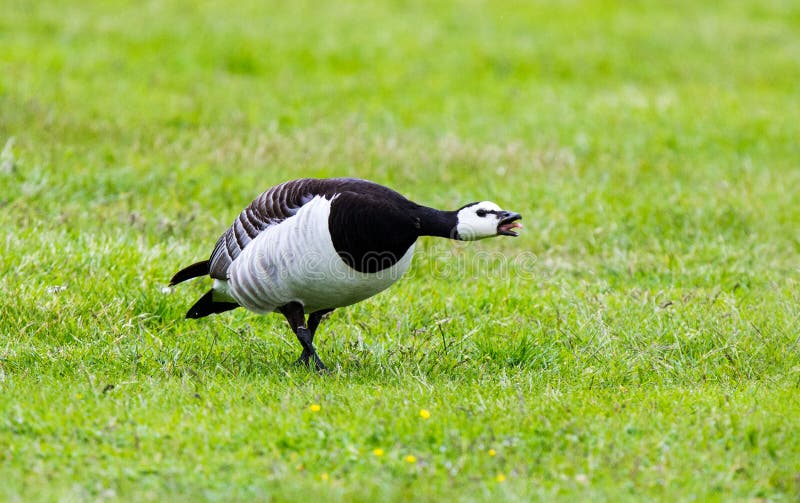 Barnacle Goose stock photo. Image of geese, anserinae - 57024266
