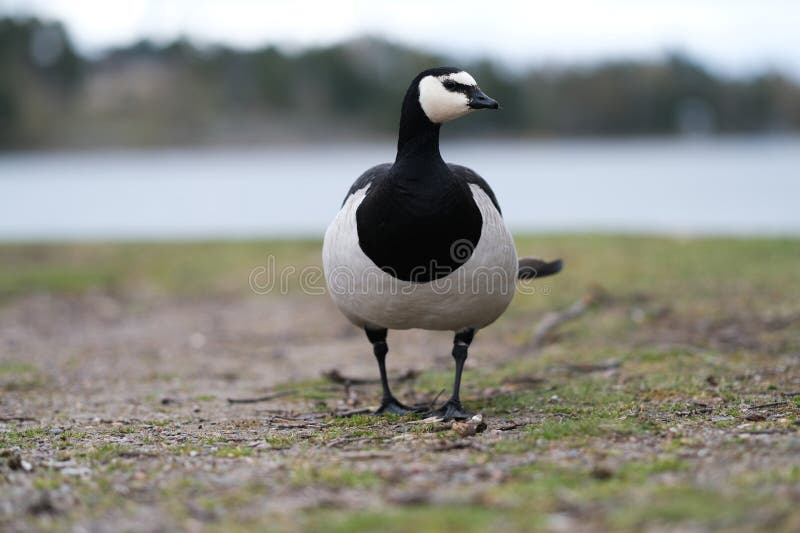 Barnacle Goose stock image. Image of barnacle, nature - 367364099