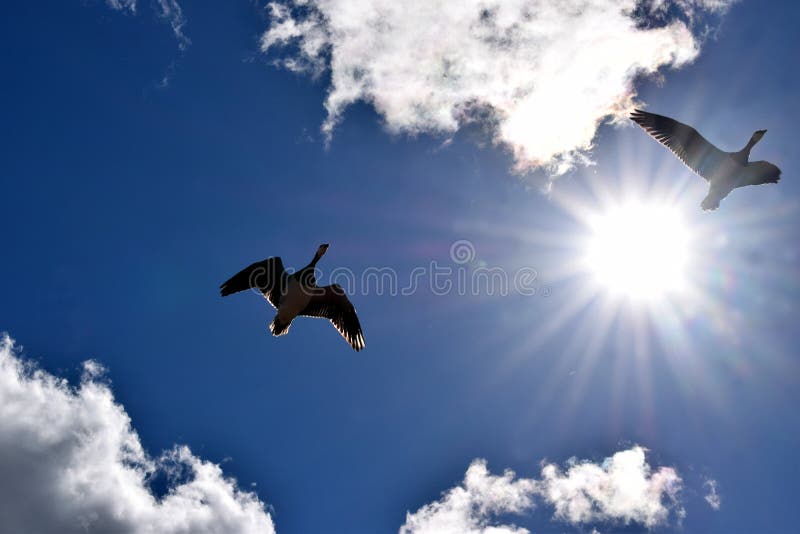 Barnacle geese flying stock photo. Image of leucopsis - 76424744