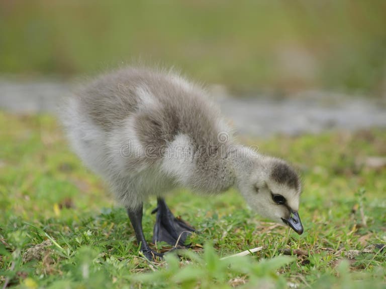 Barnacle Gosling stock image. Image of goose, young, baby - 9817957