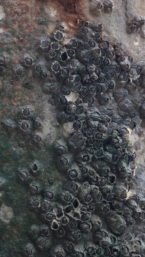 Barnacle stock photo. Image of intertidal, group, shore - 84820236