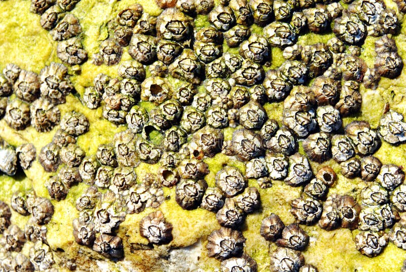 Barnacle Group on the Beach Stock Photo - Image of cottage, empty ...