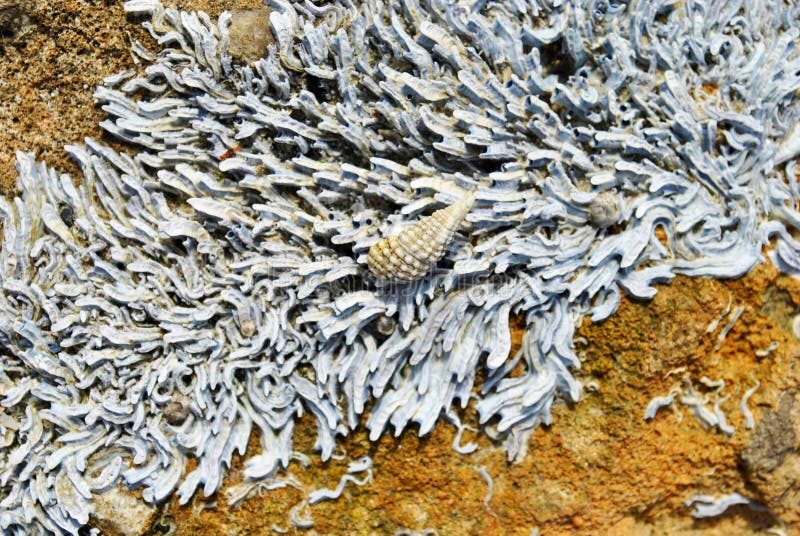 Barnacle Group on the Beach Stock Image - Image of gulf, brown: 144813799