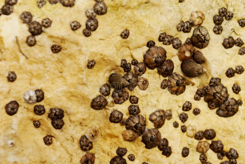 Old Barnacles Close Up Stock Photos - Free & Royalty-Free Stock Photos ...
