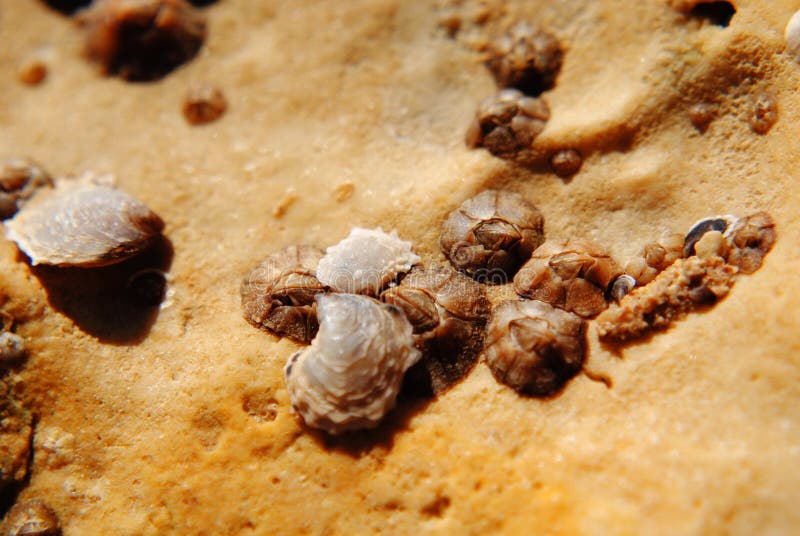 Barnacle Group on the Beach Stock Photo - Image of concept, cool: 144814580