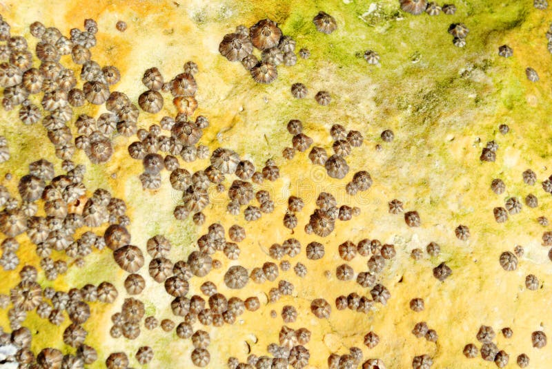 Barnacle Group on the Beach Stock Image - Image of clean, bahrain ...