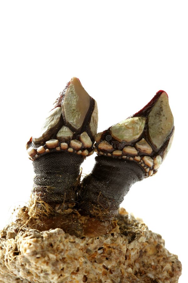 Barnacle Isolated Over White Studio Background Stock Image - Image of ...