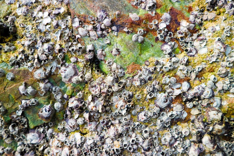 Barnacle a Marine Crustacean with an External Shell and Itself P Stock ...