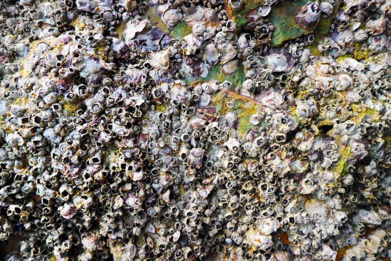 Barnacle is a Marine Crustacean with an External Shell Stock Photo ...