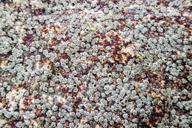 Barnacle a Marine Crustacean with an External Shell and Itself P Stock ...