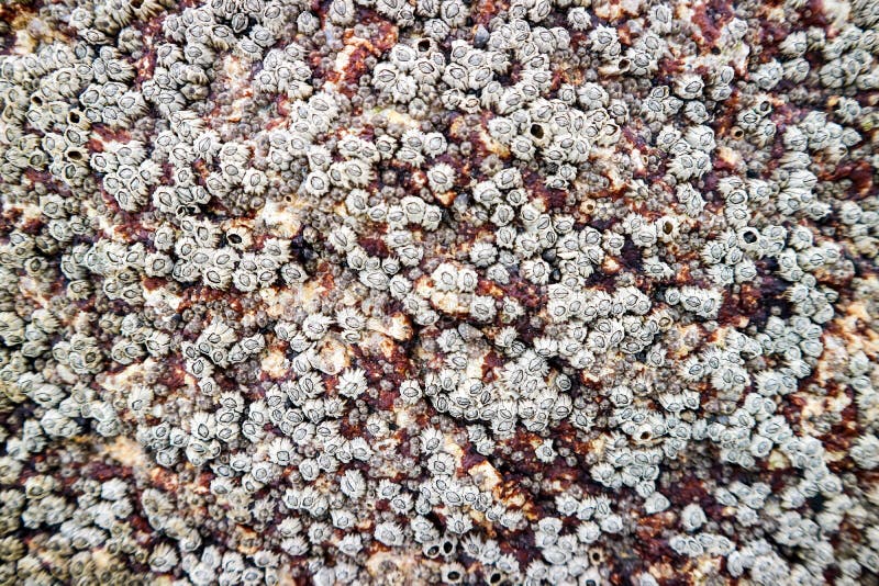 Barnacle a Marine Crustacean with an External Shell and Itself P Stock ...