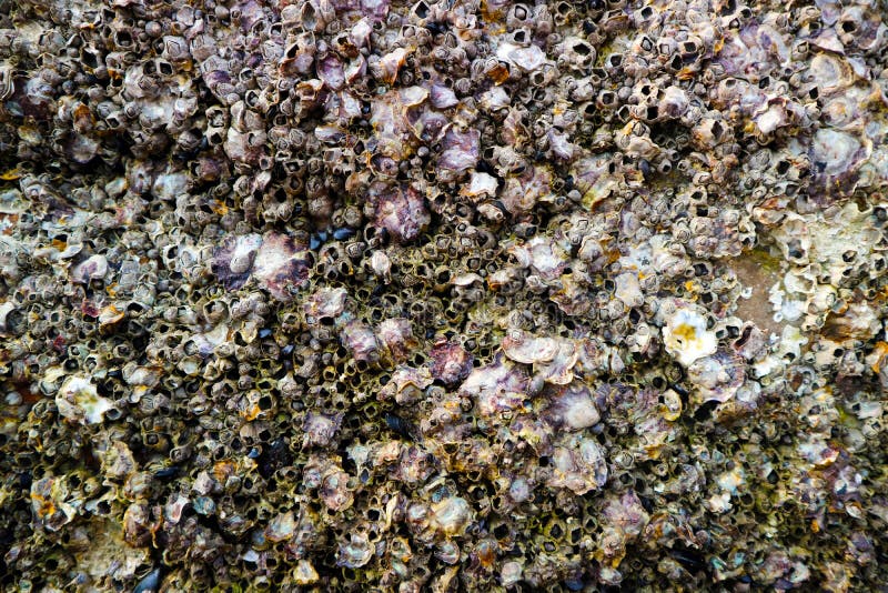 Barnacle is a Marine Crustacean with an External Shell Stock Image ...