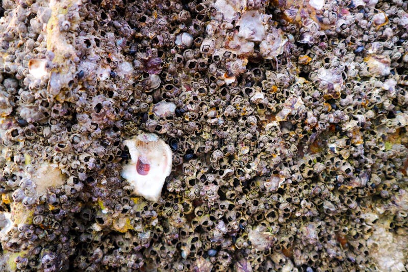 Barnacle is a Marine Crustacean with an External Shell Stock Image ...