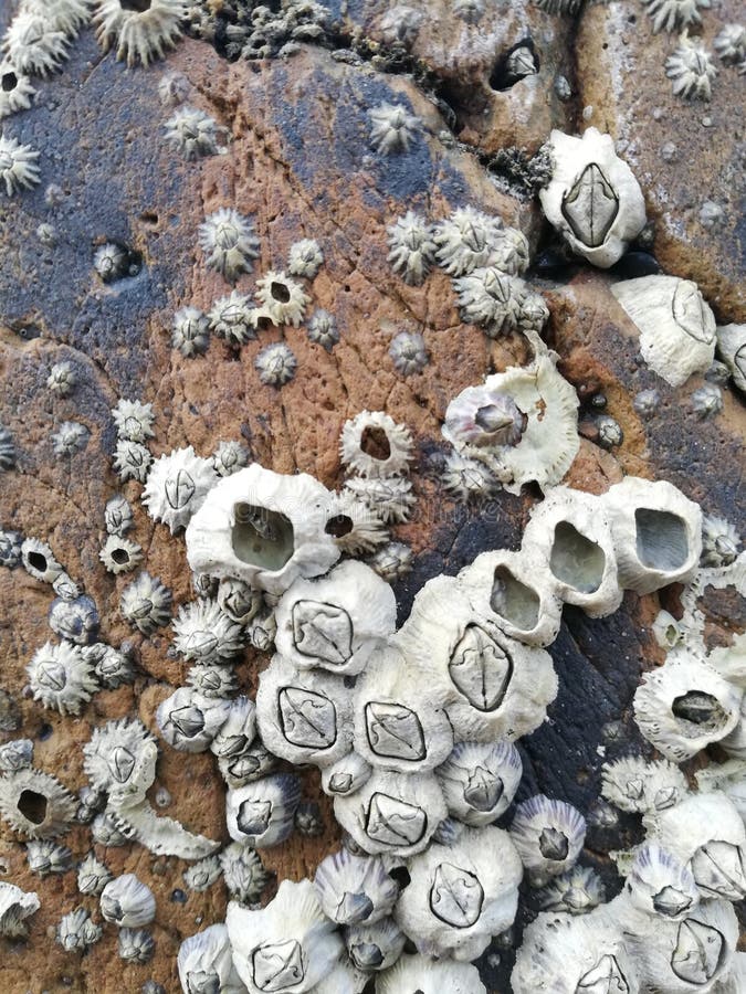 Barnacle stock image. Image of barnacle, marine, seafood - 17429963