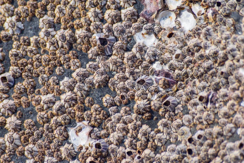 Barnacle on a rock stock photo. Image of boating, barnacles - 83961748