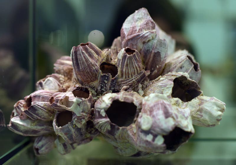 Barnacle Shell stock image. Image of creature, arthropod - 52118159