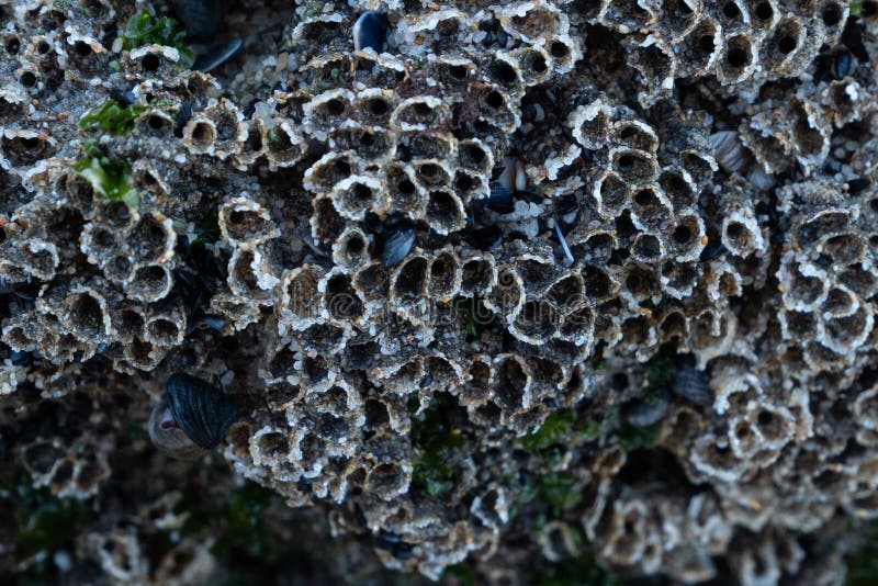Barnacle Shells Attached To Rocks at the Beach, Close Up Stock Photo ...